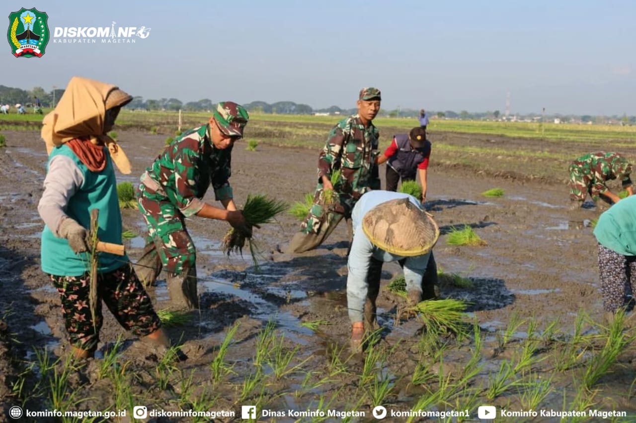 Nyemplung Sawah, Dandim 0804/Magetan Tanam Padi di Desa Gunungan – Dinas Komunikasi dan ...